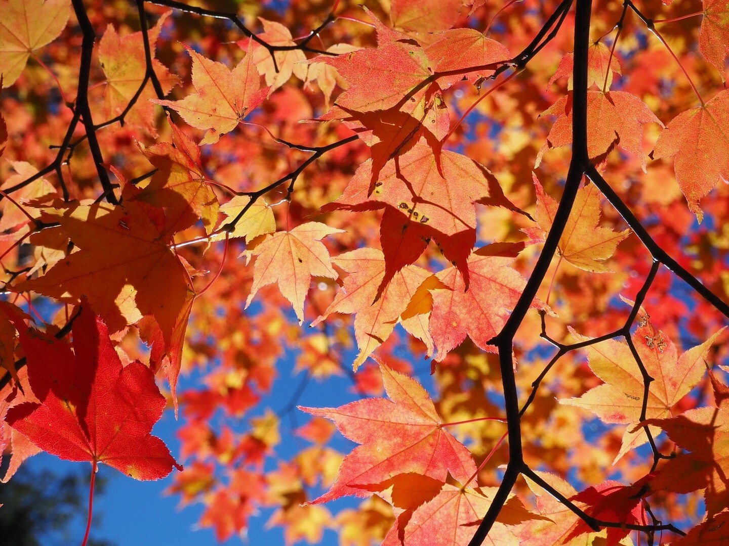 蛇峠山 de 秋を満喫 R5 #25 / 🐑るんな꒰ᵕ⑅̆ᵕ꒱さんの大川入山・横岳の活動データ | YAMAP / ヤマップ