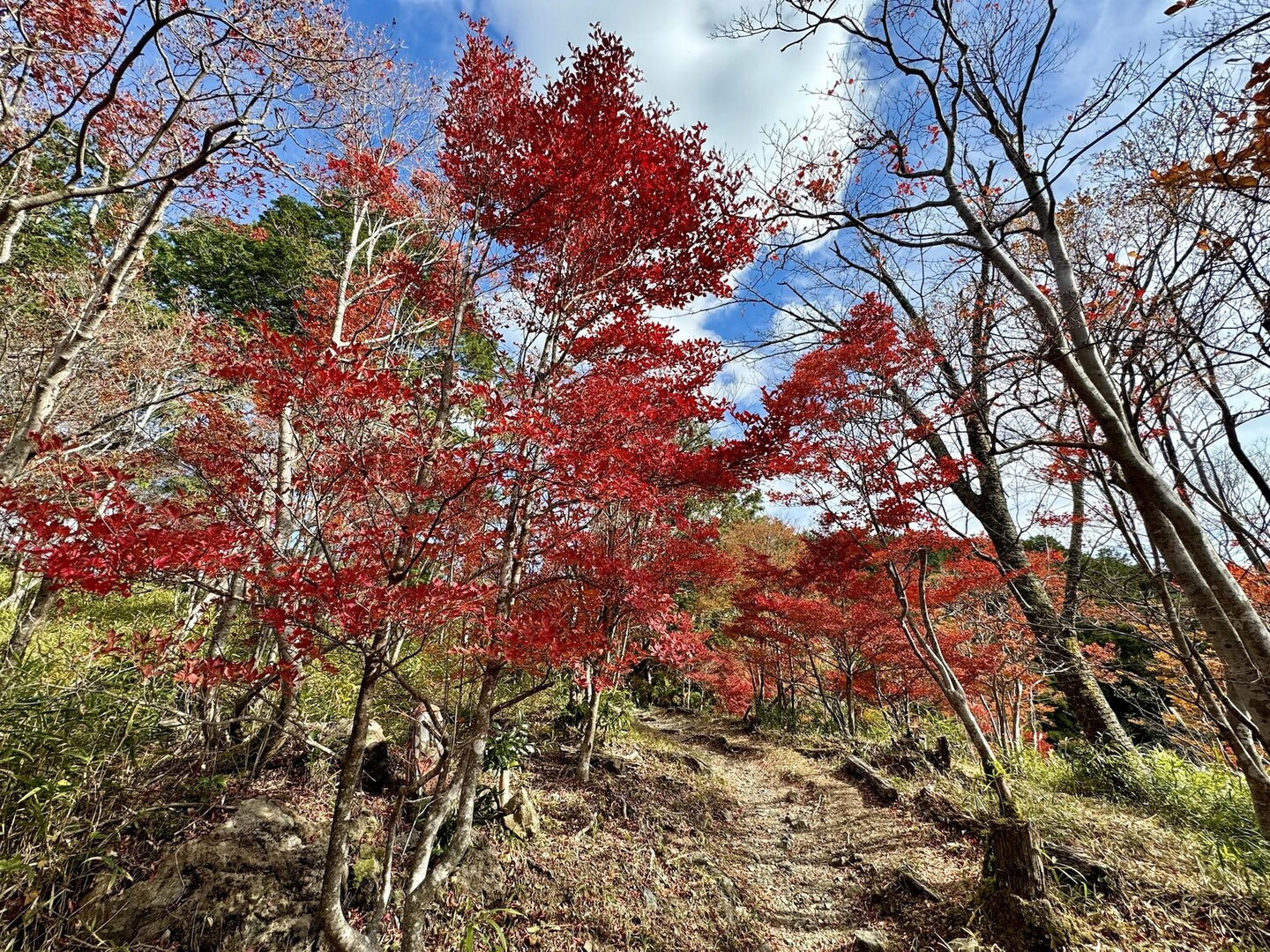 千葉山の紅葉と矢倉山 / maboさんの千葉山・白岩寺山の活動データ | YAMAP / ヤマップ