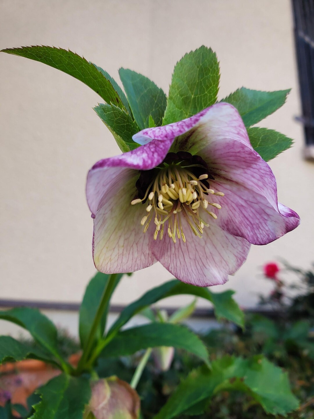 15年ほど前にお友達から頂いたクリスマス... / みぃ子さんのモーメント | YAMAP / ヤマップ