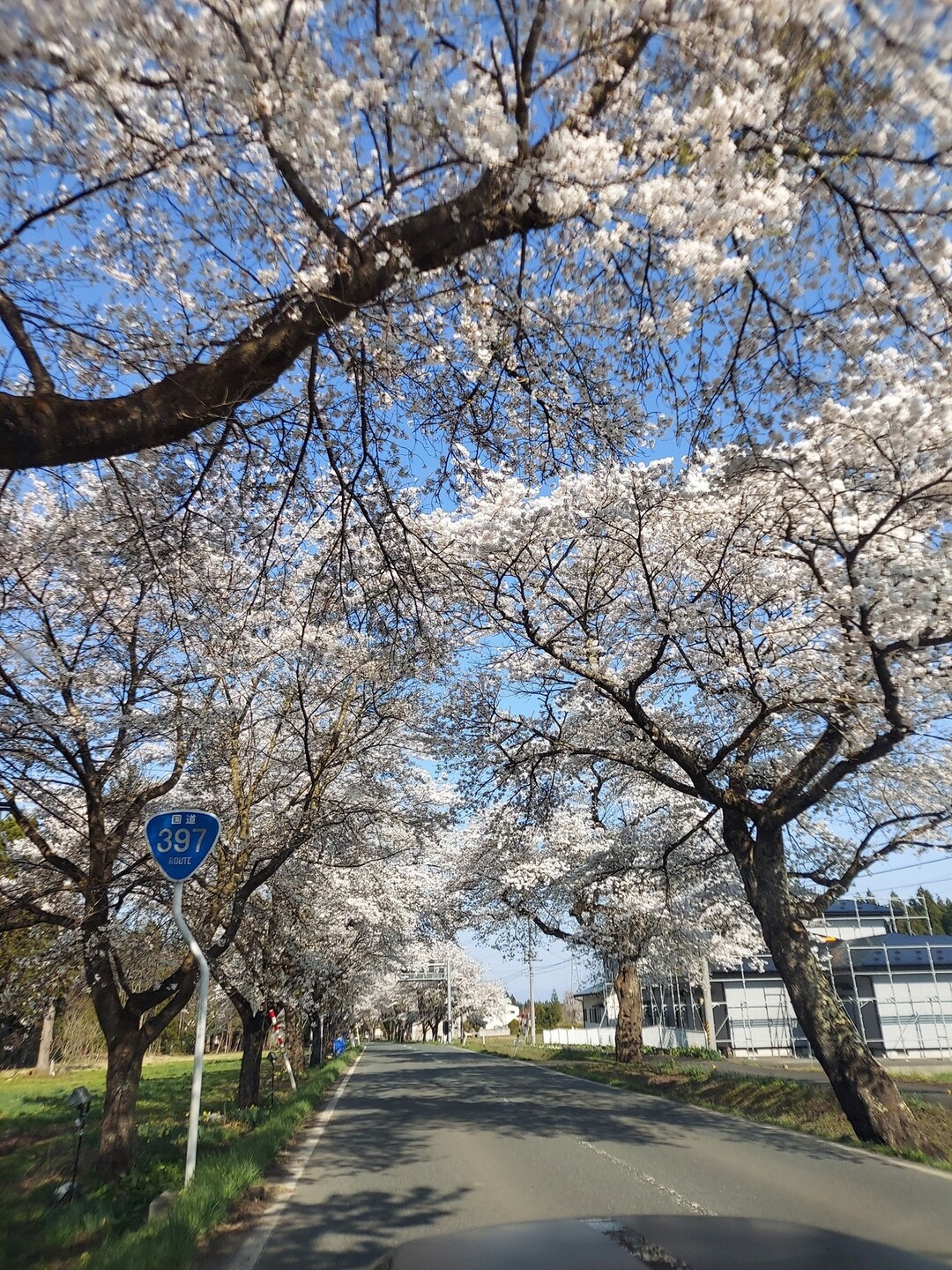 397号線胆沢桜の回廊🌸は満開でした〜... / Yさんのモーメント | YAMAP / ヤマップ
