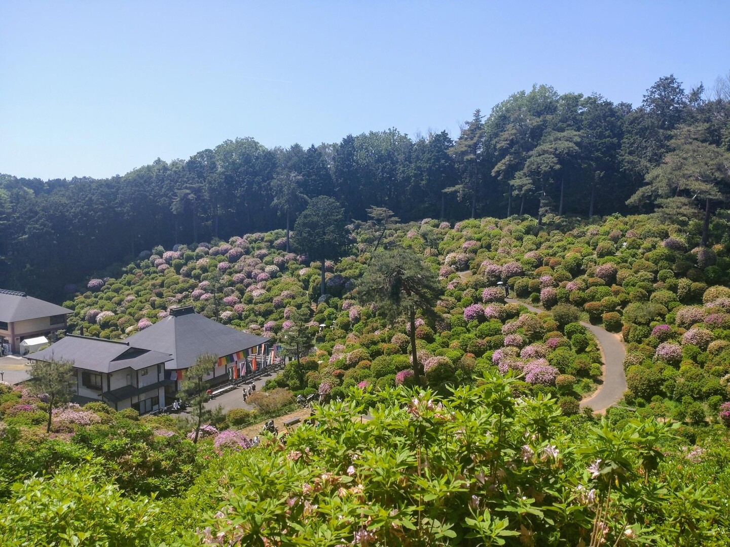 塩船観音寺のツツジと七国山 / べるさんの加治丘陵・七国山の活動データ | YAMAP / ヤマップ