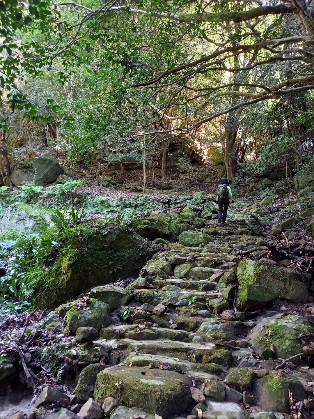 大法山・白馬山・三高山 / Norikaさんの大法山・白馬山・三高山の活動データ | YAMAP / ヤマップ