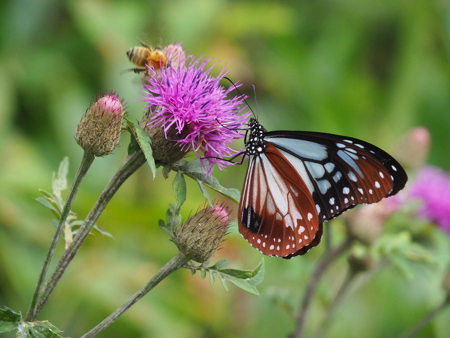 チームAY 霧ヶ峰（車山） / YYさんの霧ヶ峰・車山・大笹峰の活動データ | YAMAP / ヤマップ