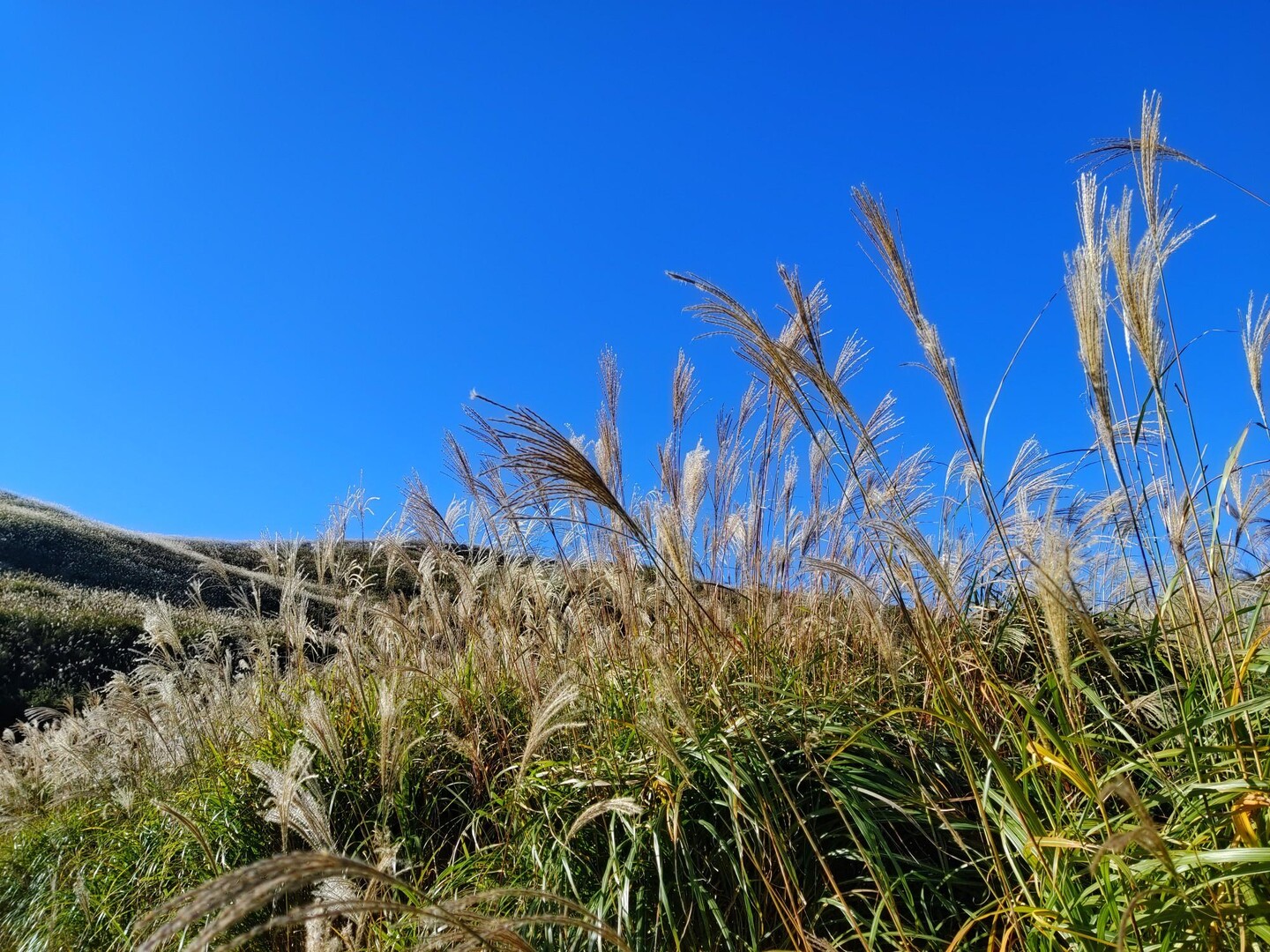 塩塚峰ススキでいっぱい🍁JACK-JACK / JACK-JACK23さんの塩塚峰の活動データ | YAMAP / ヤマップ