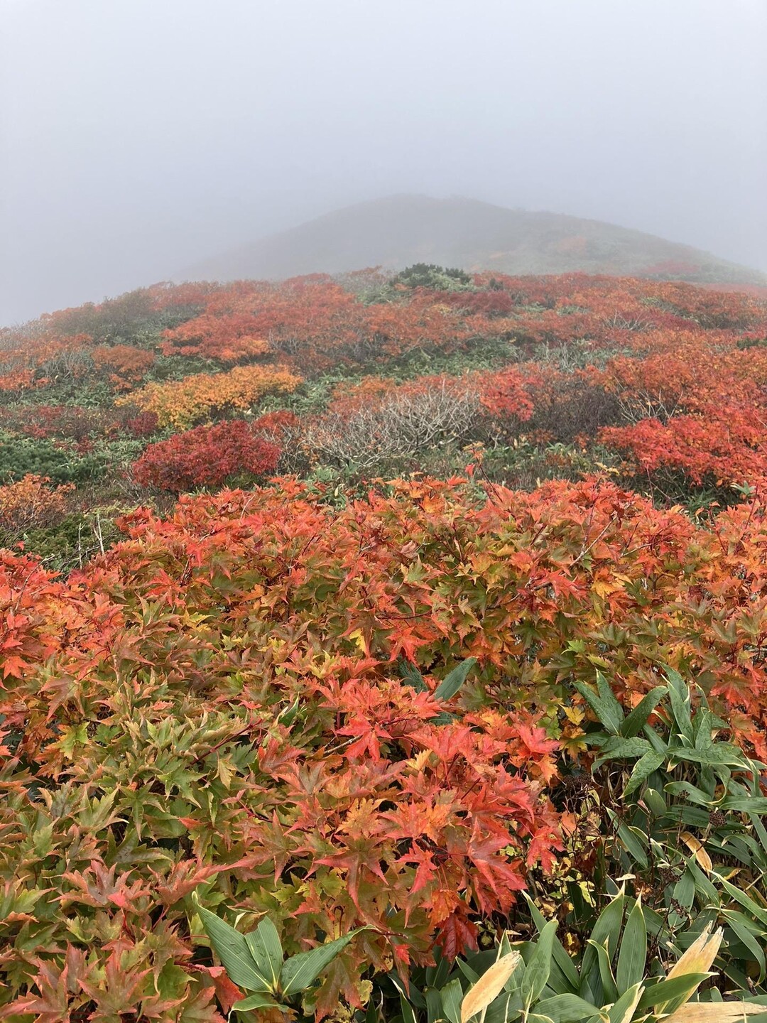 烏帽子岳(乳頭山) / 池ちゃんさんの乳頭山・湯森山・大白森の活動データ | YAMAP / ヤマップ