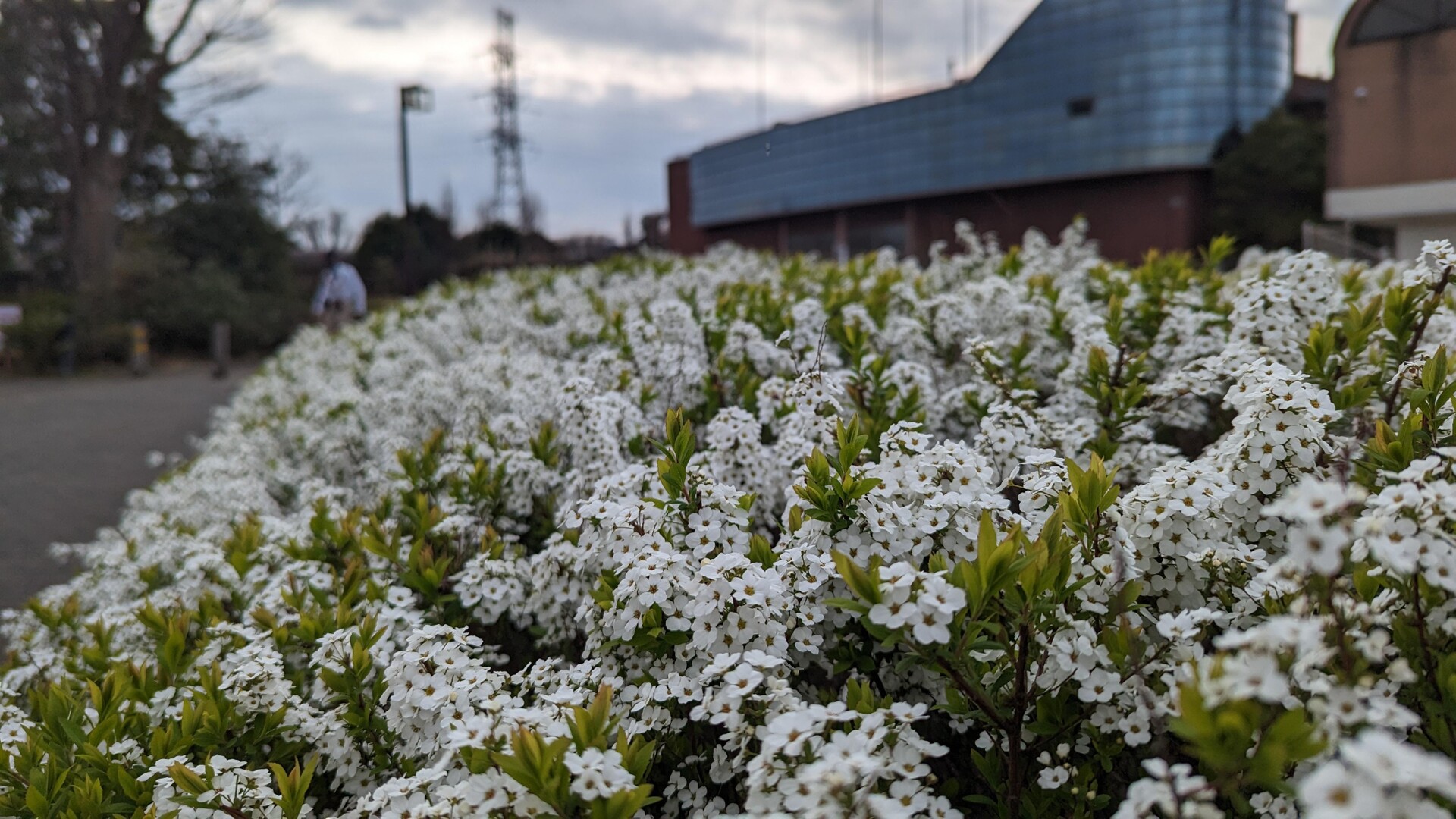 手賀沼ランニング-2023-03-12 / TK54さんのランニングの活動データ | YAMAP / ヤマップ