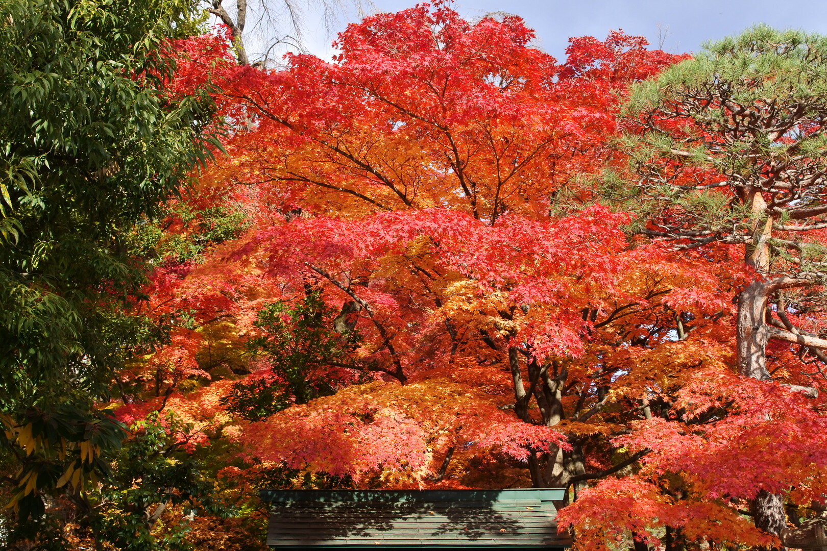 山形市のもみじ公園の紅葉です 2020/... / KATUさんのモーメント | YAMAP / ヤマップ