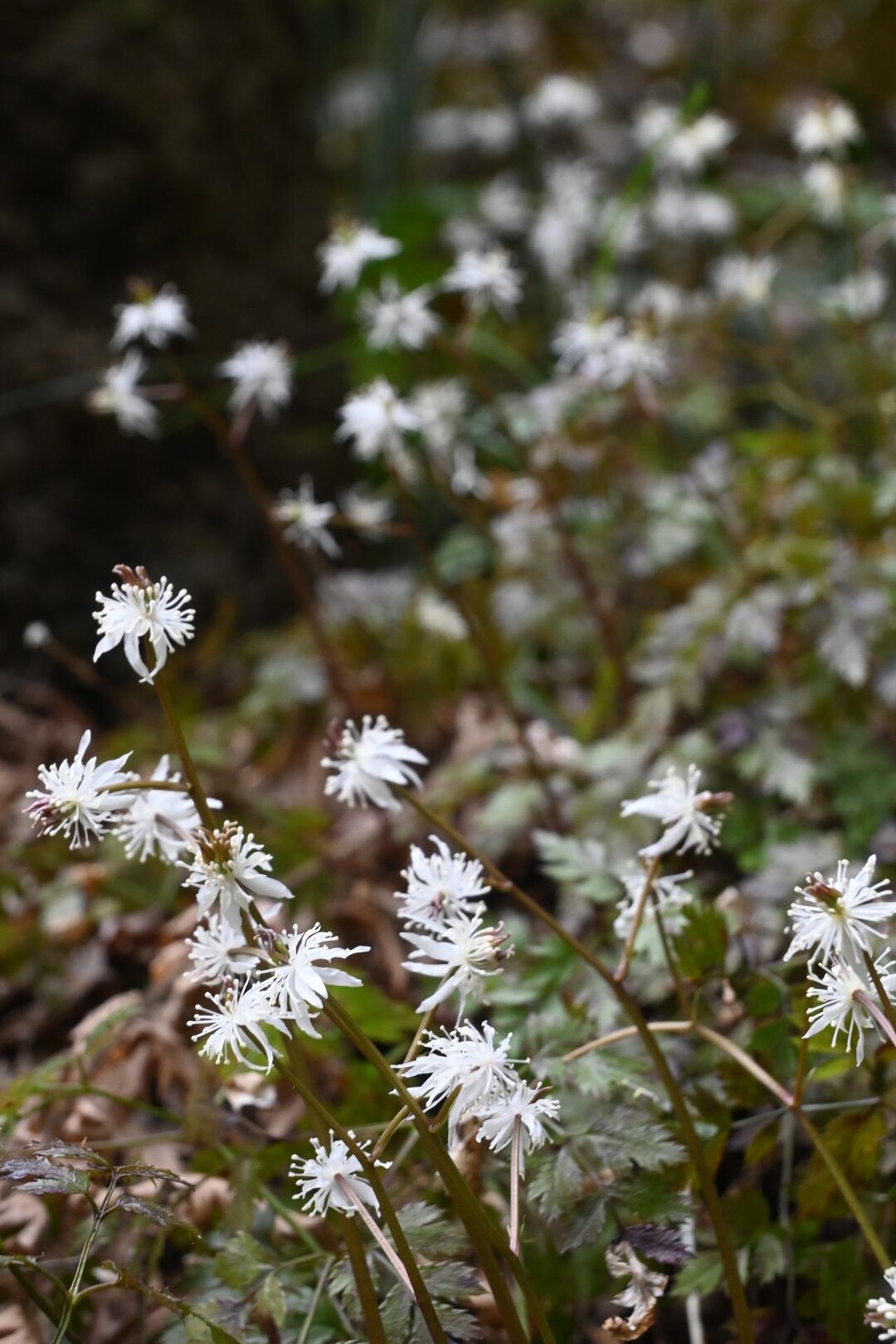 春を知らせる 花観察 / Naope!さんの岩巣山・三国山・折平山の活動データ | YAMAP / ヤマップ