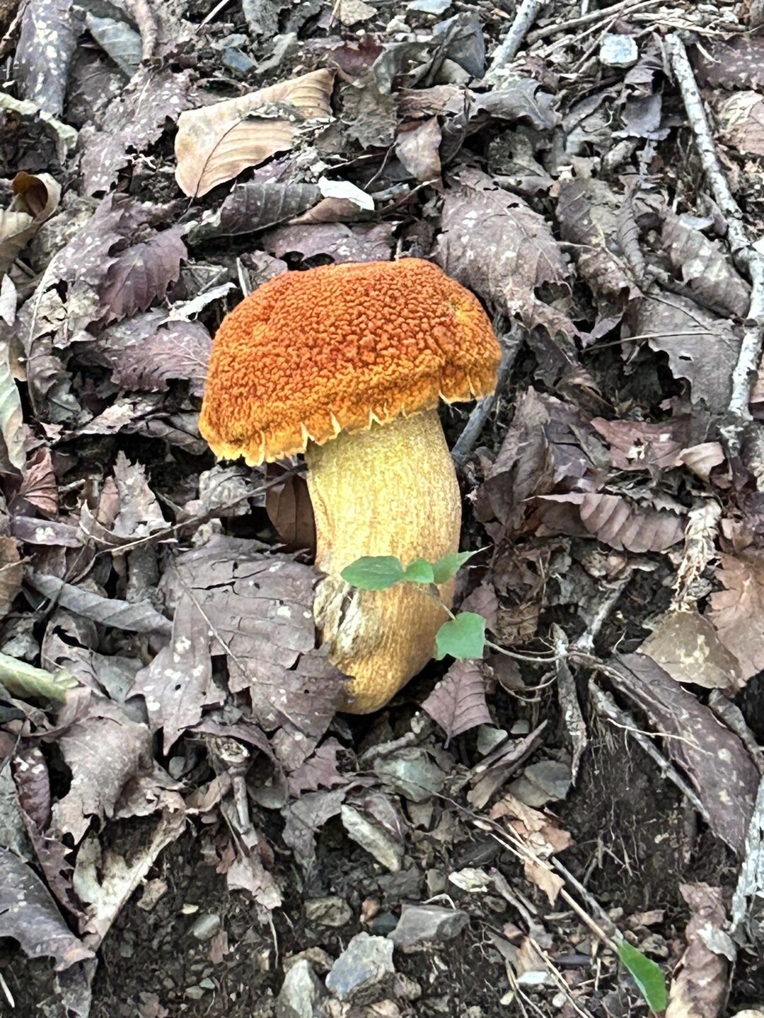 御岳山・大岳山・奥多摩駅 / MC HIROさんの大岳山・御岳山・御前山の活動データ | YAMAP / ヤマップ