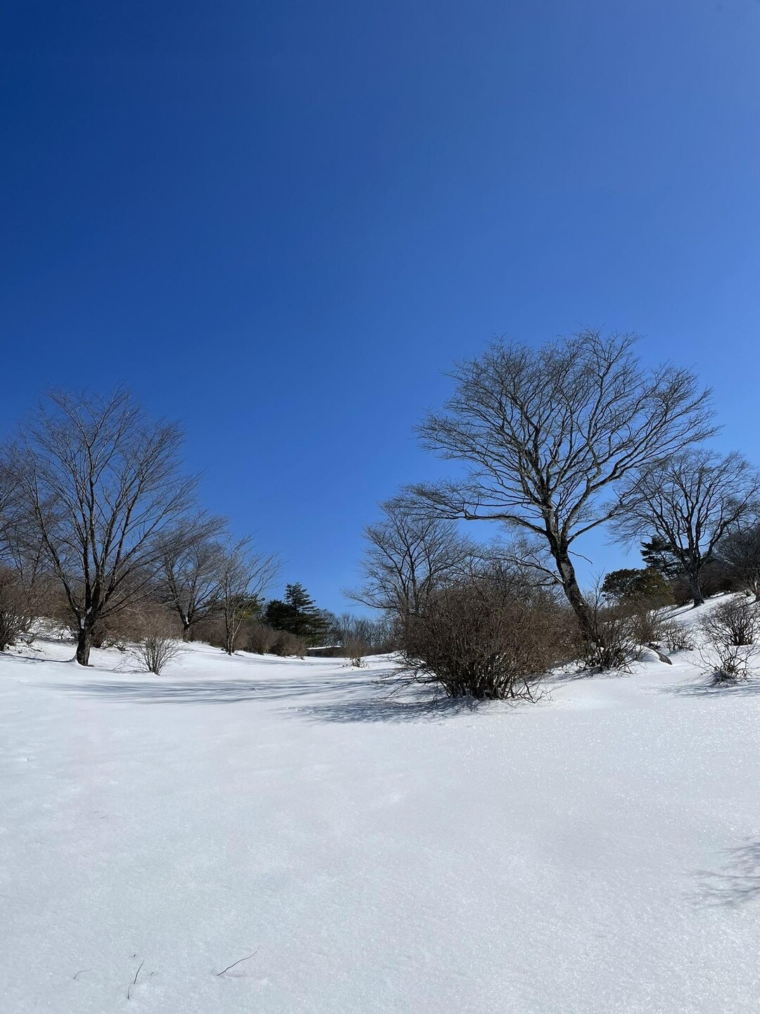 五十人山へ【2月10日 1座目】 / sammyくんさんの五十人山の活動データ | YAMAP / ヤマップ