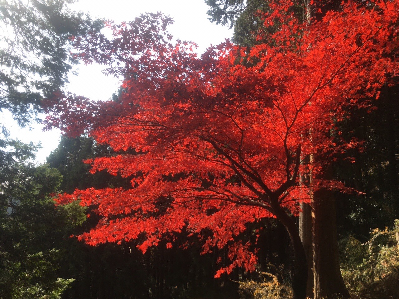 大山 / horiさんの大山の活動データ | YAMAP / ヤマップ