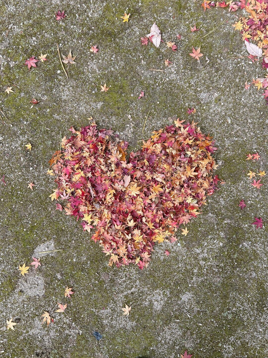 大石山・遙照山 / myonさんの遙照山の活動データ | YAMAP / ヤマップ