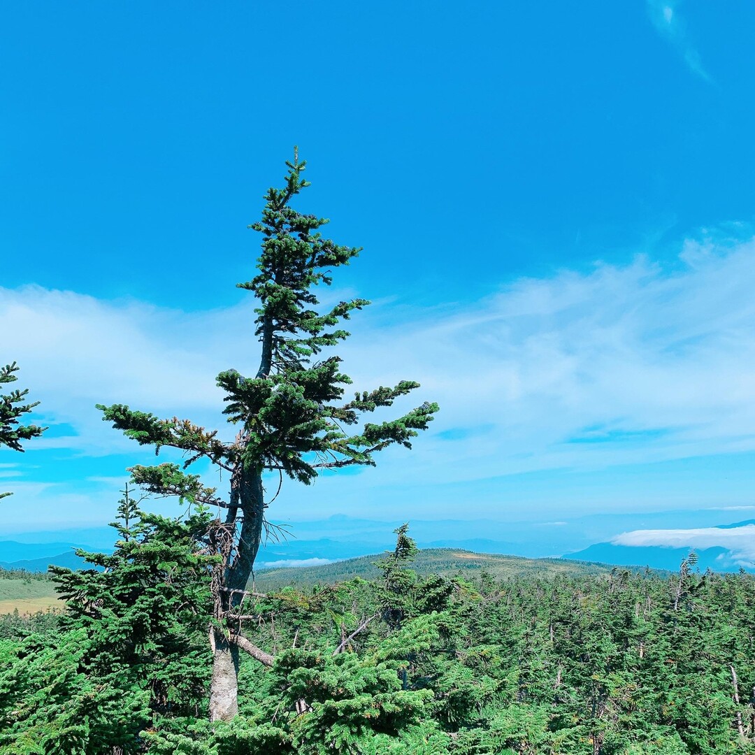 Tomocoさんの投稿したフィールドメモ | YAMAP / ヤマップ