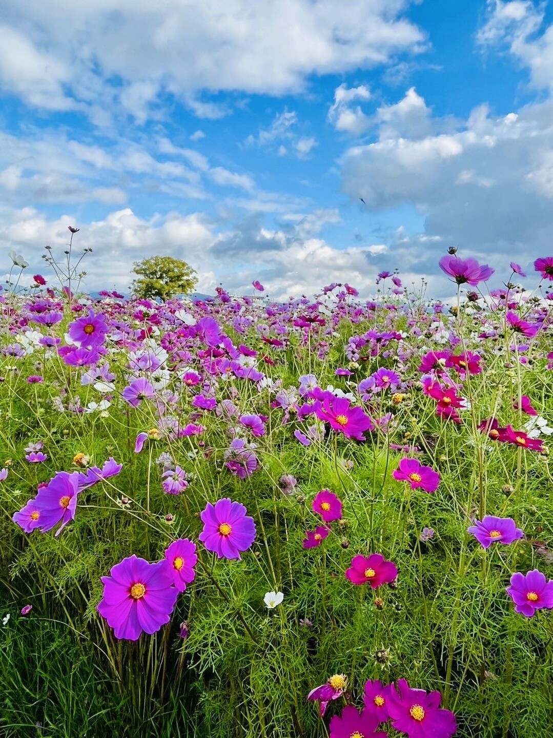 法隆寺 ハイキングとランチ / KAORINさんの矢田丘陵・法隆寺の活動データ | YAMAP / ヤマップ