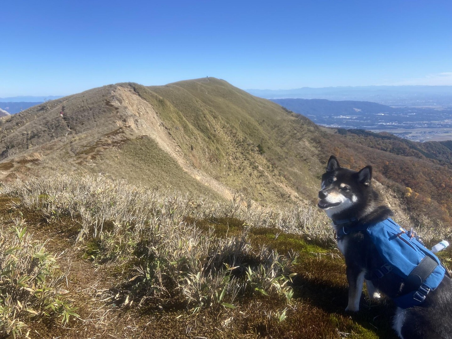 山粧う 竜の背中を 駆け登る / Corchanさんの竜ヶ岳の活動データ | YAMAP / ヤマップ