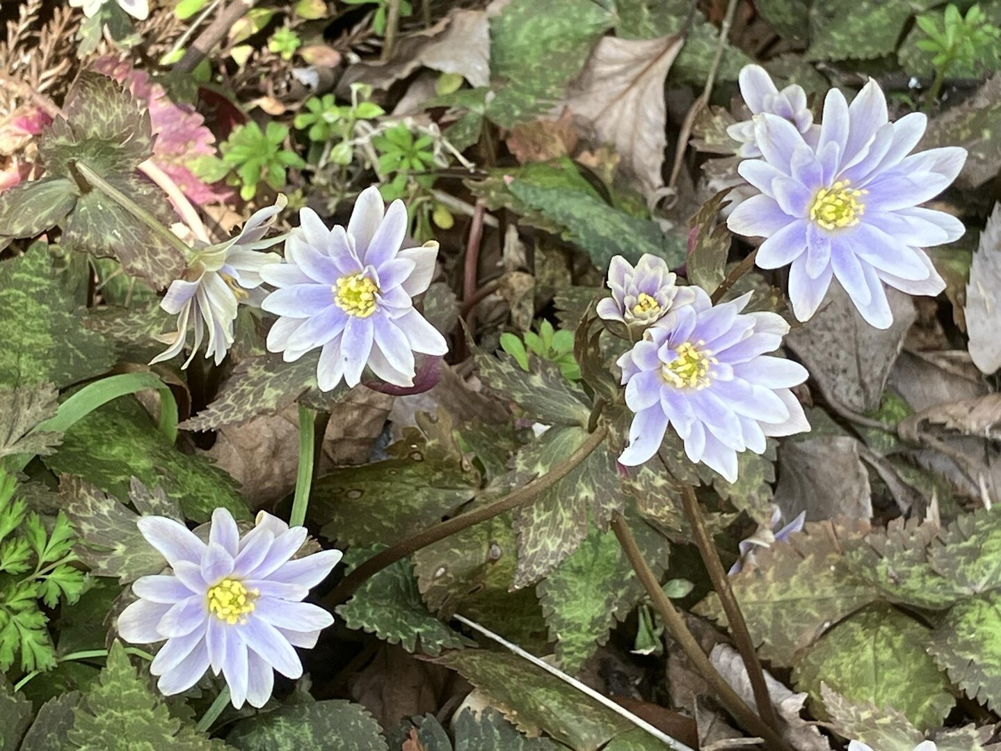 十二坊(岩根山)→龍樹神社のユキワリイチゲ / issanさんの十二坊の活動データ | YAMAP / ヤマップ