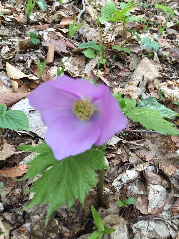 kiyoshiのページ | YAMAP / ヤマップ