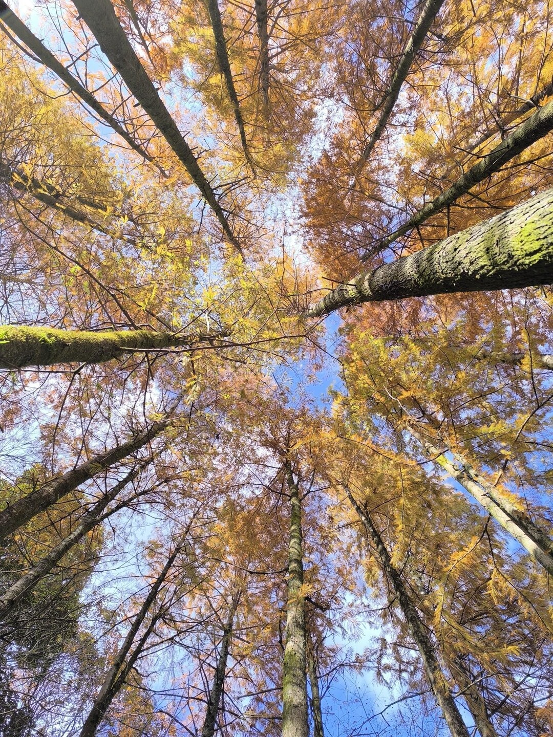 紅葉に輝くメタセコイヤ🍁の森を探して 大城山 / miho.sさんの四王寺山・大城山・大原山の活動データ | YAMAP / ヤマップ