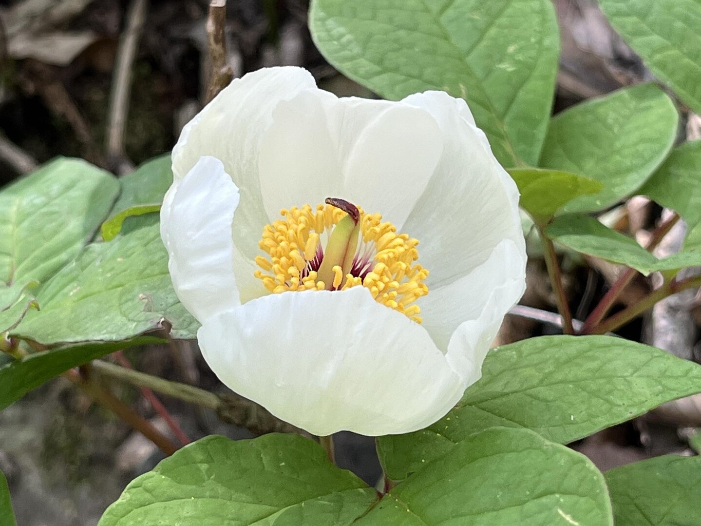 山芍薬の矢筈山 / masa599さんの那岐山・滝山・広戸仙の活動日記 | YAMAP / ヤマップ