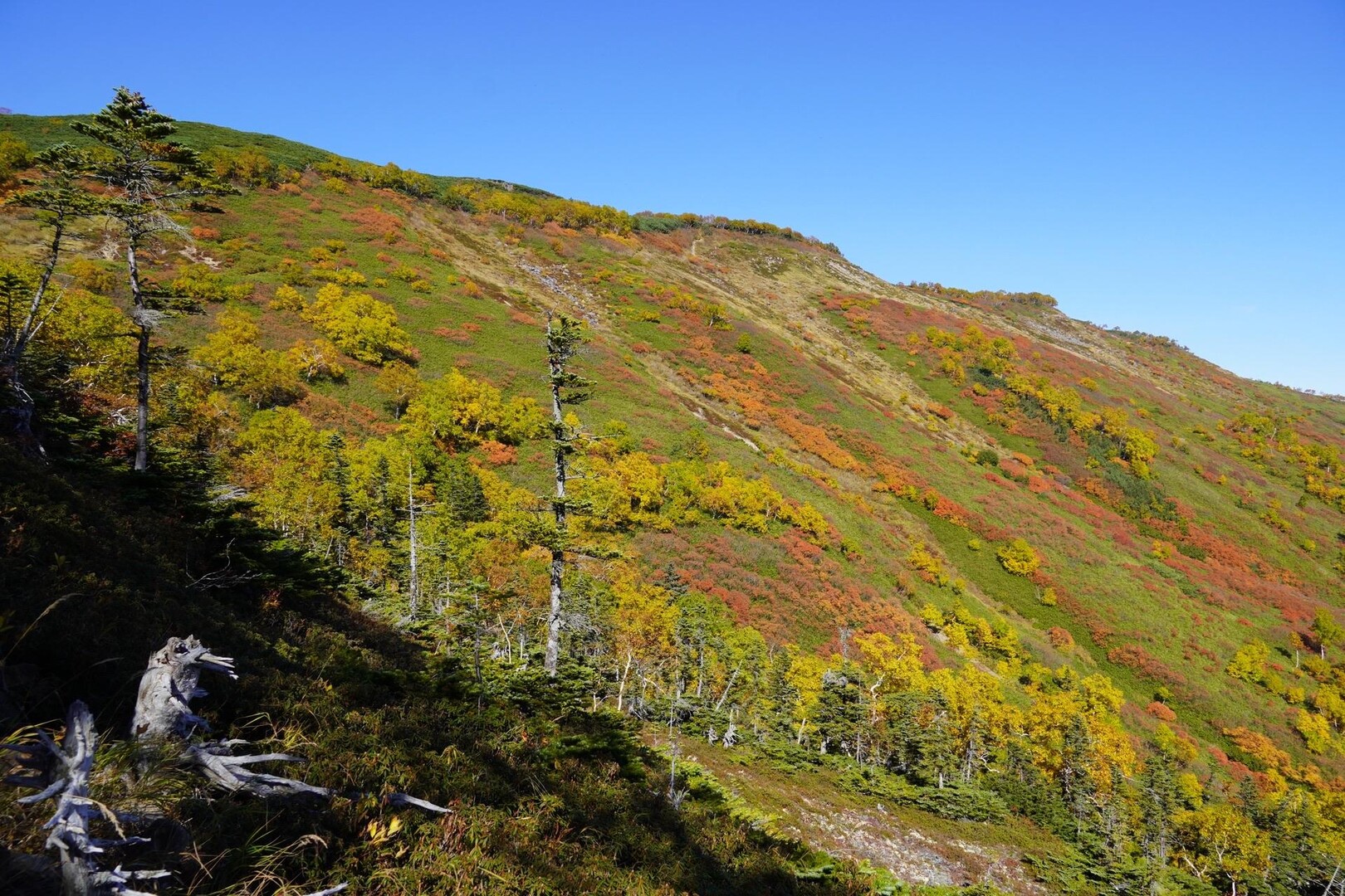 紅葉求めて赤岳へ / ゆりさんの大雪山系・旭岳・トムラウシの活動データ | YAMAP / ヤマップ