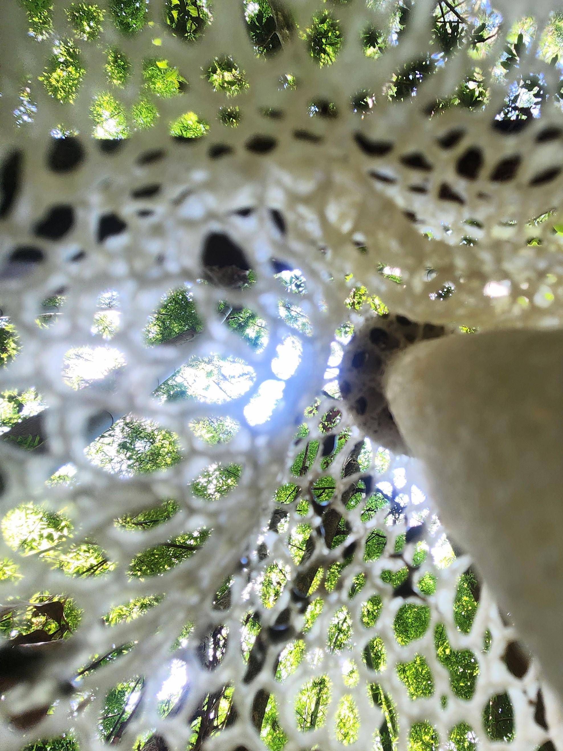 女王に出会えた🍄👑松尾山・白岳・三日月山・立花山😃⛰️ / Jackさんの立花山・三日月山・城ノ越山の活動データ | YAMAP / ヤマップ