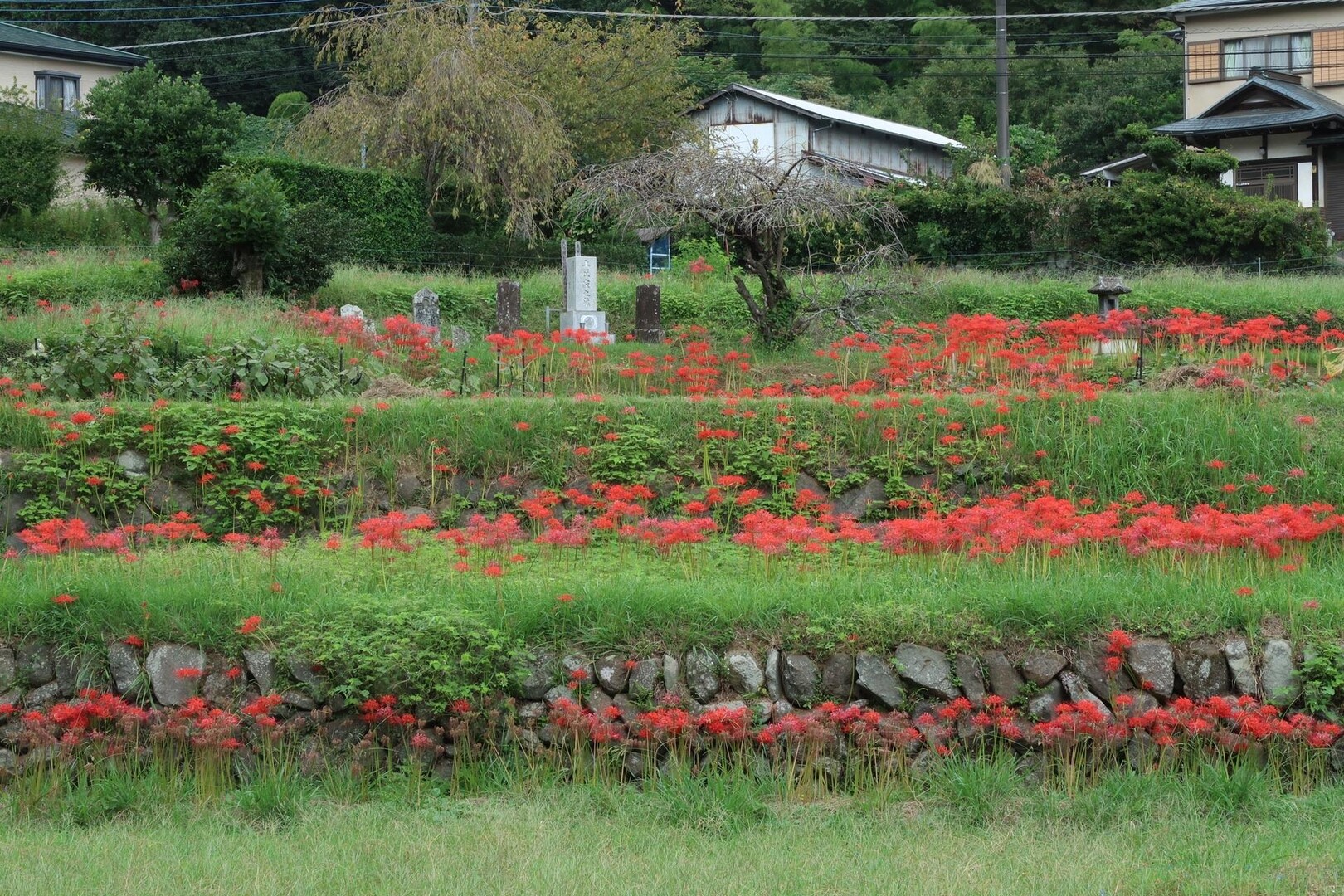 日向薬師の彼岸花と日向山 / heeさんの大山の活動データ | YAMAP / ヤマップ
