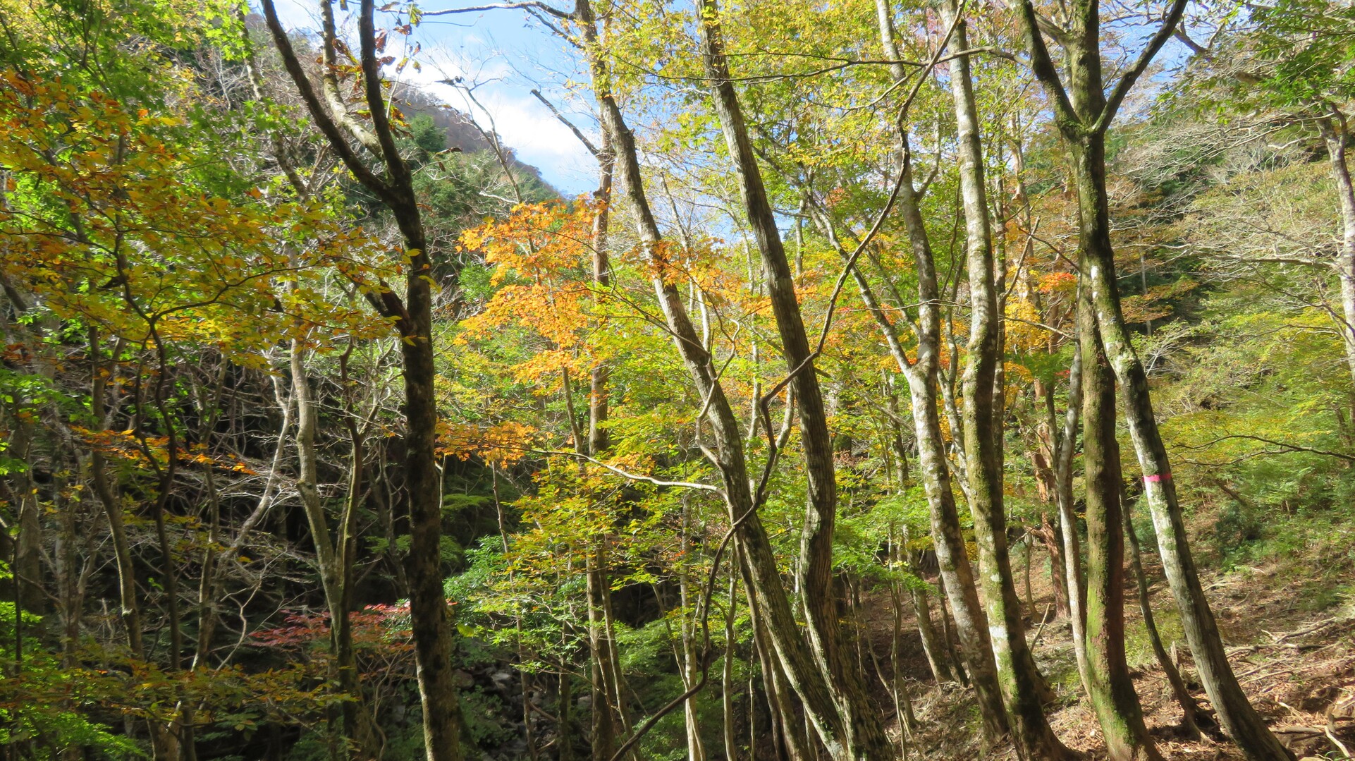 愛鷹山🍂 / MARCOさんの愛鷹山・大岳・黒岳の活動日記 | YAMAP / ヤマップ