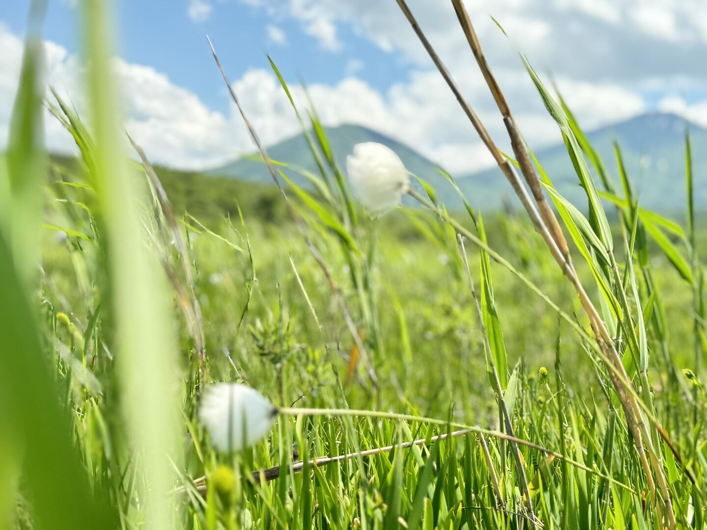 田代平湿原 わだすげぇ🦛 ︎ / nepukoさんの八甲田山・高田大岳・雛岳の活動データ | YAMAP / ヤマップ