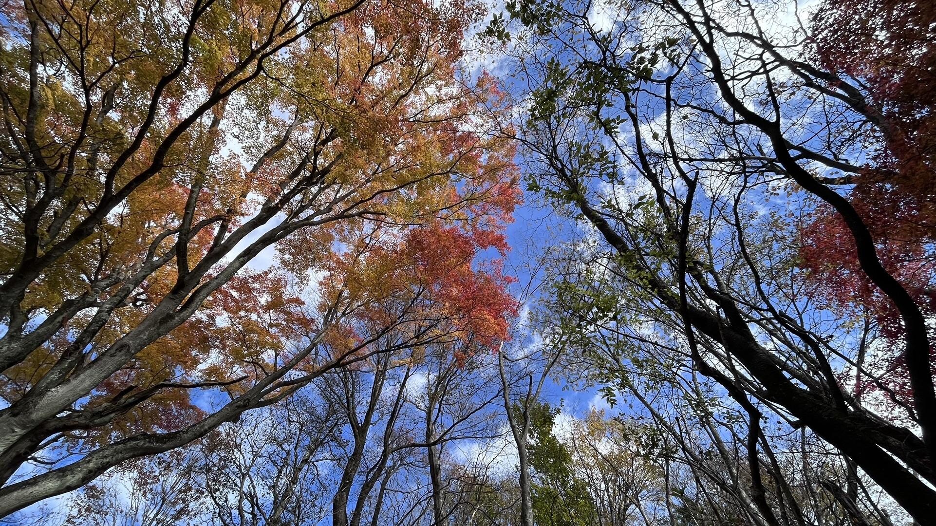 伊豆ヶ岳縦走(正丸駅～吾野駅) / teiiiineさんの武甲山・伊豆ヶ岳・小持山の活動データ | YAMAP / ヤマップ