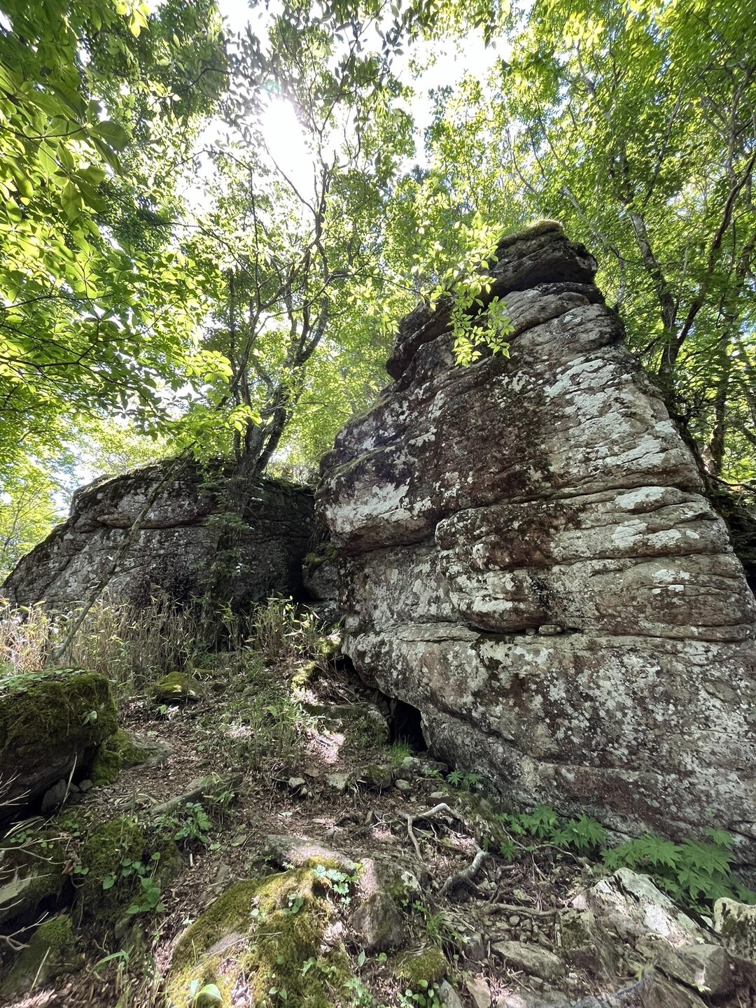 茶臼山と萩太郎山 / cocoさんのハイキングの活動データ | YAMAP / ヤマップ