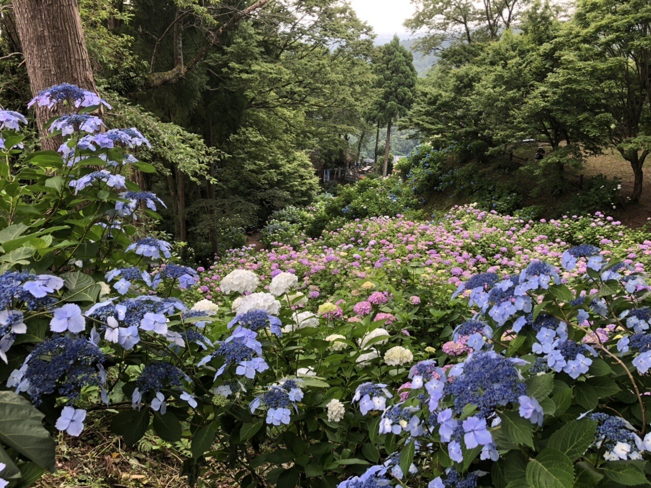護摩堂山-R3-06-27 / モスっちさんの菩提寺山・高立山・護摩堂山の活動データ | YAMAP / ヤマップ