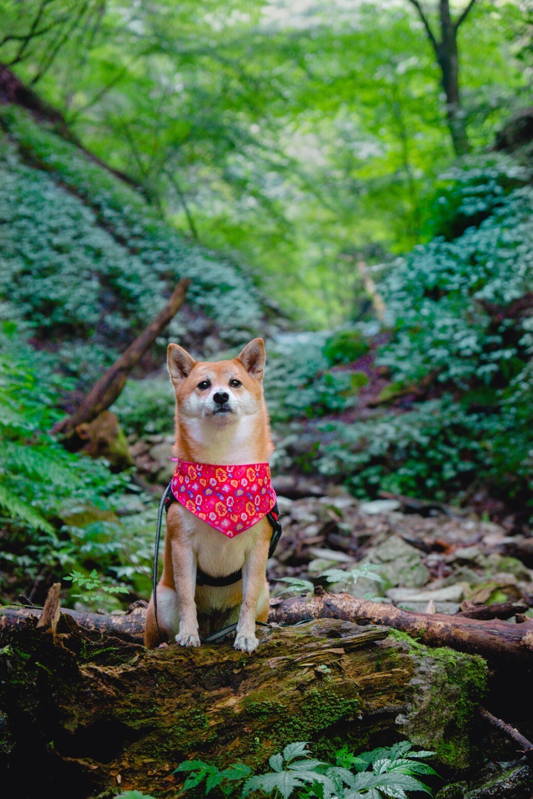 柴犬さくらと山登り いつも「DOM... / さくらパパさんのモーメント | YAMAP / ヤマップ