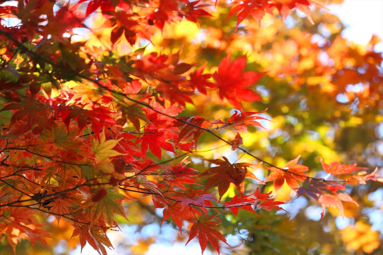 高山・千手ヶ浜 / koduckunさんの男体山の活動データ | YAMAP / ヤマップ