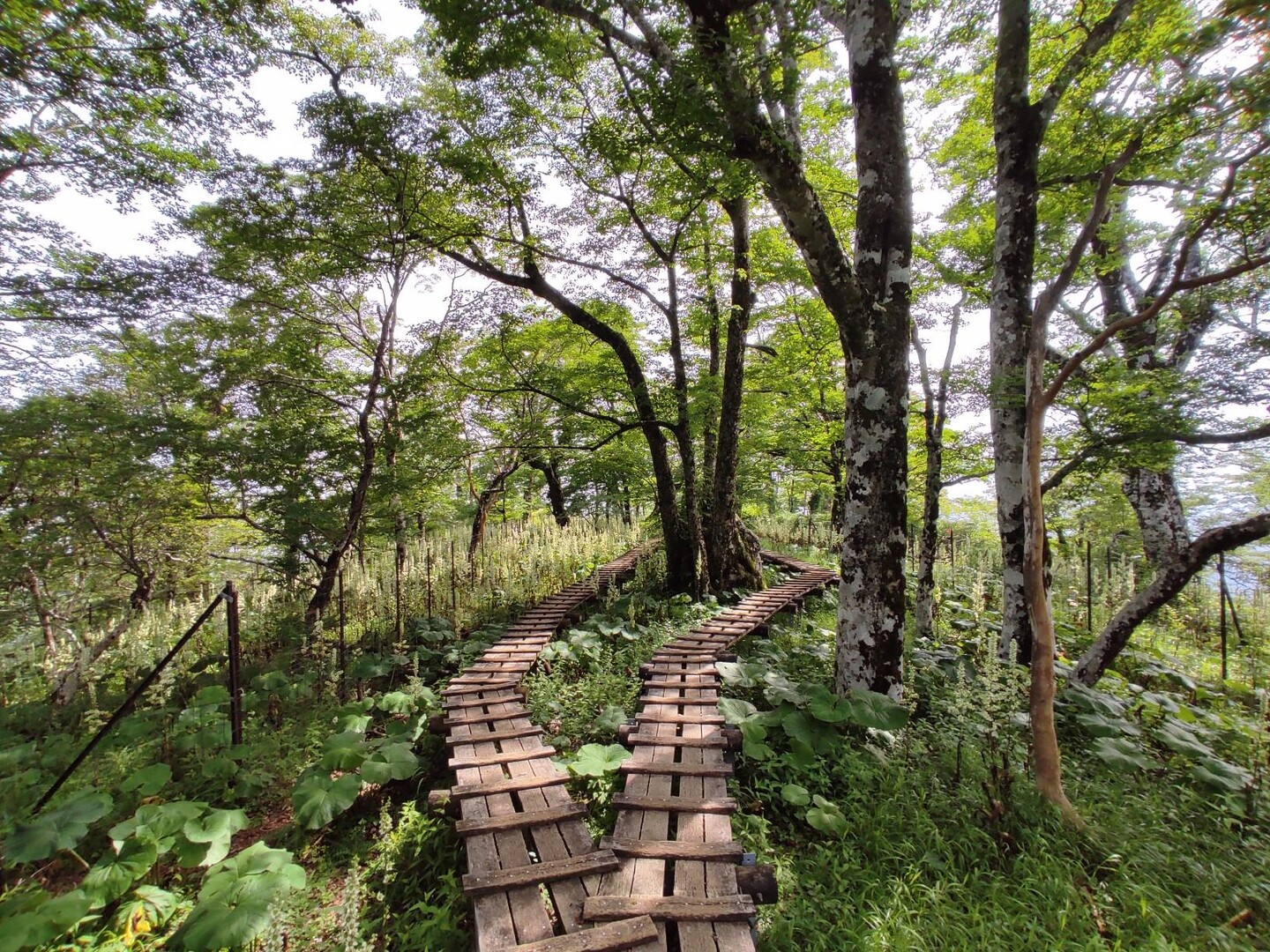 西丹沢VC〜大室山〜檜洞丸 / ちよ。さんの塔ノ岳・丹沢山・蛭ヶ岳の活動データ | YAMAP / ヤマップ