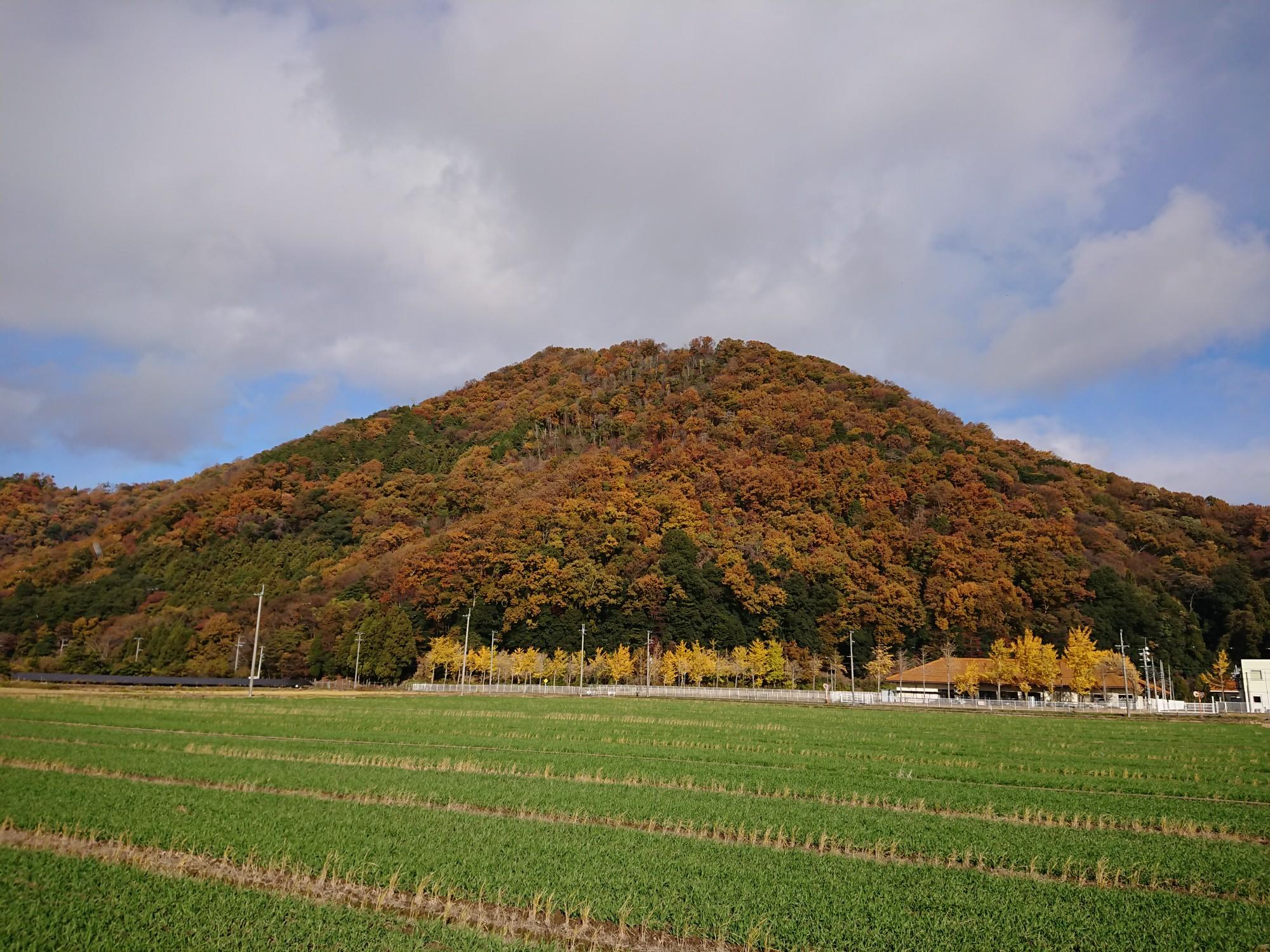黄金色に輝く 山本山 / jun31さんの賤ヶ岳・山本山の活動データ | YAMAP / ヤマップ