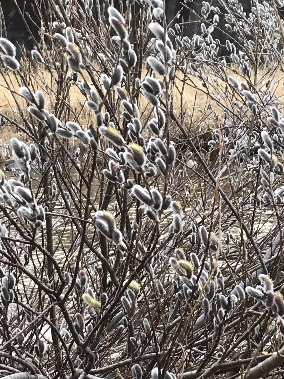 二木島峠道 逢神坂峠道(熊野古道) 大又川ネコヤナギ / issanさんの大蛇峰の活動データ | YAMAP / ヤマップ