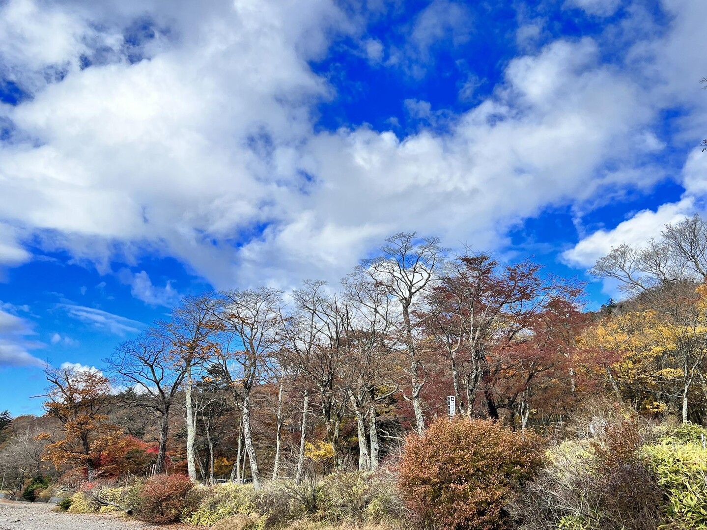 出張山・薬師岳・陣笠山・足柄山 / NBさんのヤマノススメ巡礼マップ（赤城山・地蔵岳）の活動データ | YAMAP / ヤマップ
