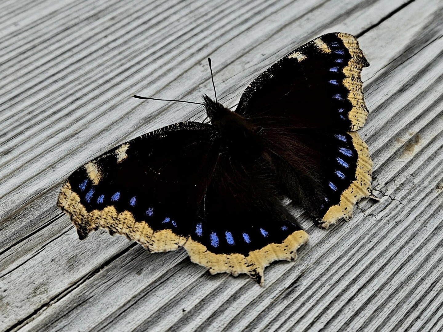 御嶽山（剣ヶ峰）・王滝頂上 / Mattさんの御嶽山・継子岳・摩利支天山の活動データ | YAMAP / ヤマップ