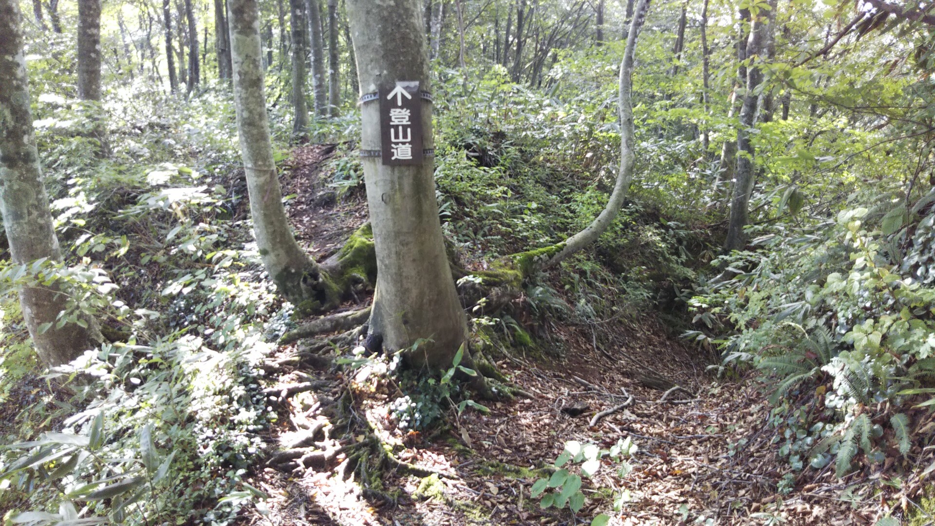 Nakachanさんの投稿したフィールドメモ | YAMAP / ヤマップ