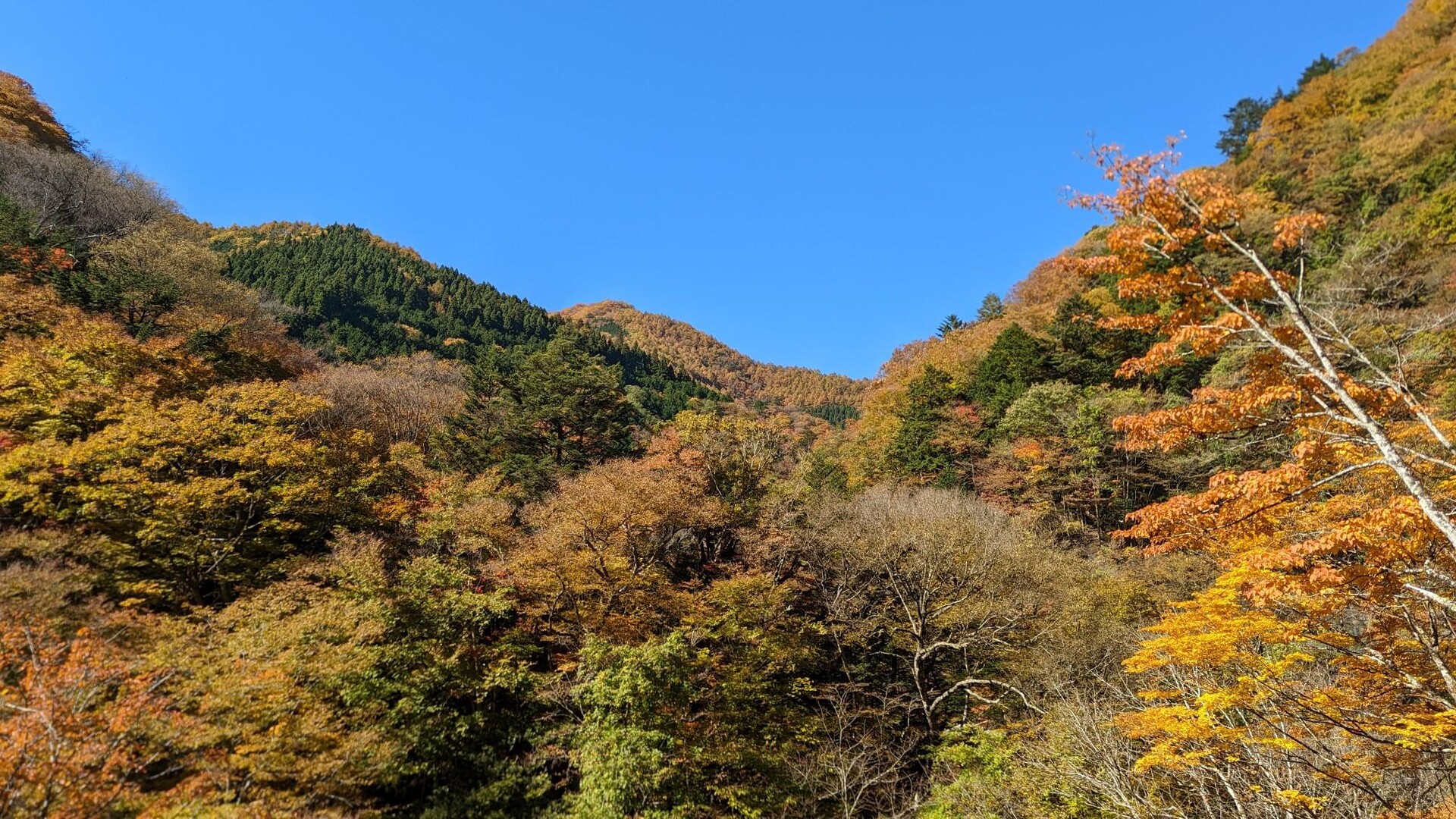 #47 紅葉 三条の湯 / syn.michee🌈さんの雲取山・鷹ノ巣山・七ツ石山の活動データ | YAMAP / ヤマップ