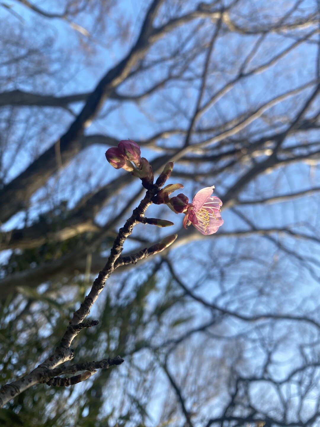 早朝散歩にて… .*ﾟ / KAMOSOONさんのモーメント | YAMAP / ヤマップ