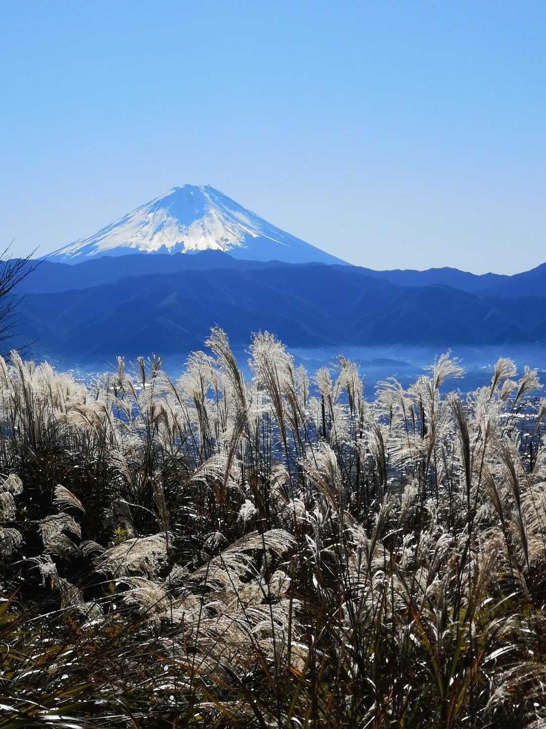 片山の紅葉🍁最盛期 / senさんの興因寺山・淡雪山・八王子山の活動データ | YAMAP / ヤマップ