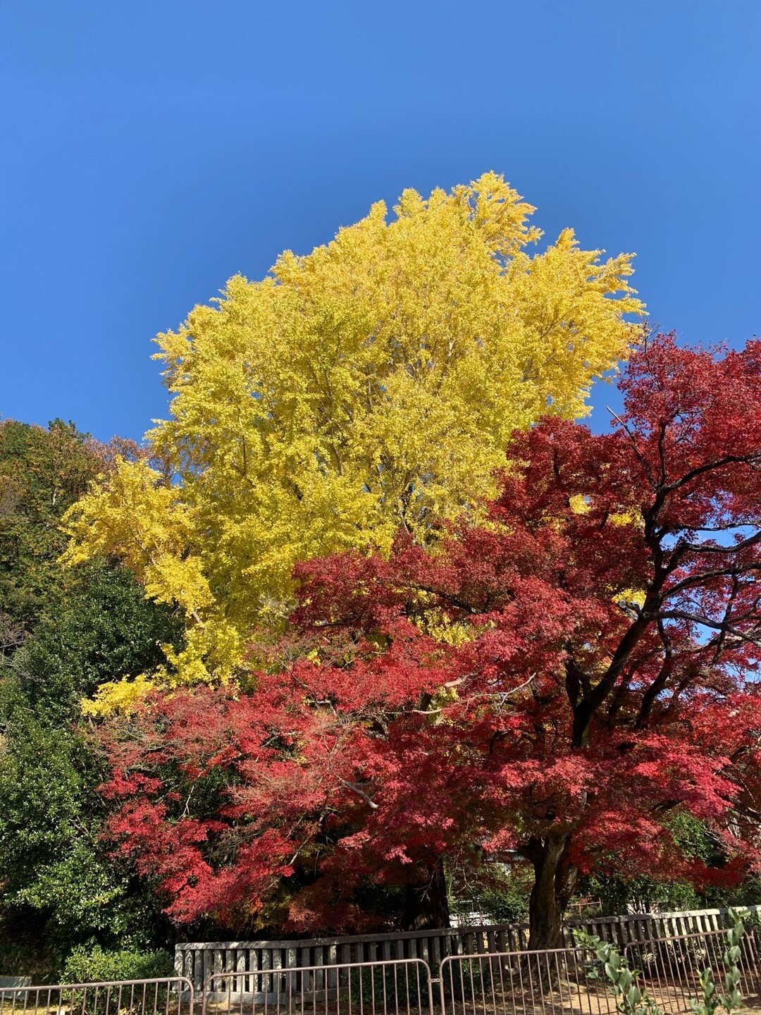 体を整えに 如意ヶ岳・大文字山 / Raraさんの大文字山・如意ヶ嶽・稲荷山の活動データ | YAMAP / ヤマップ