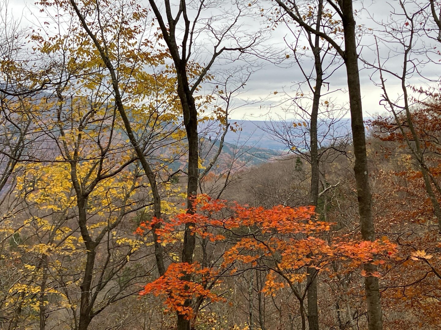 安戸山 / うめsuさんの安戸山の活動データ | YAMAP / ヤマップ