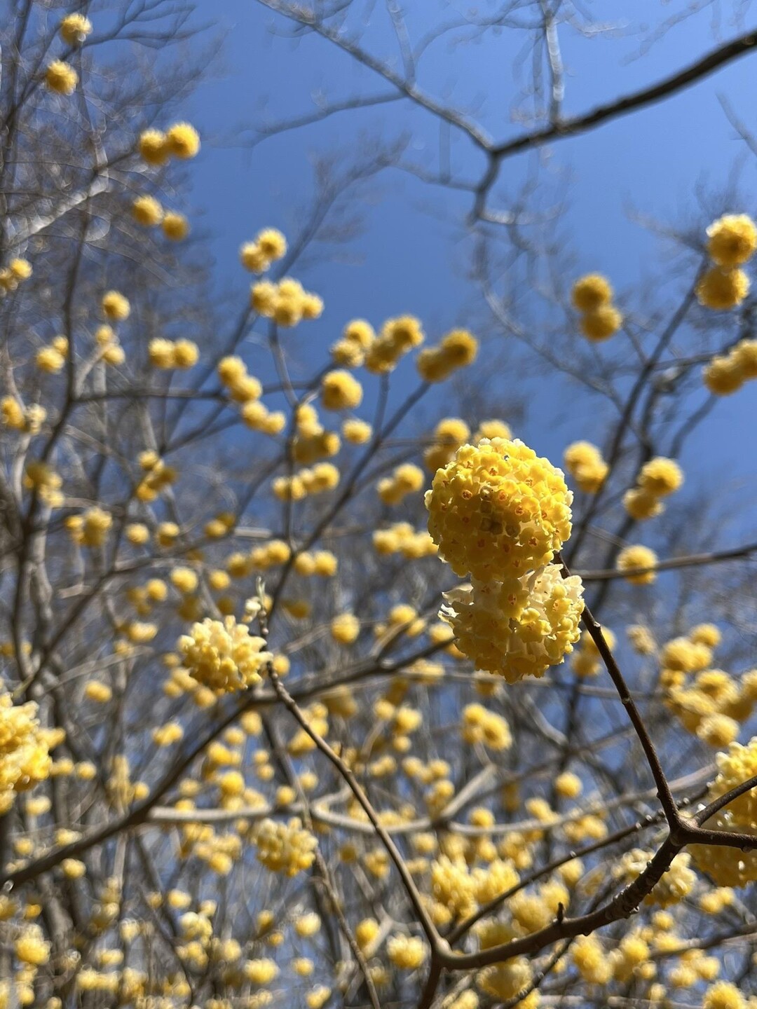 ミツバ岳・権現山（浅瀬入り口BS〜細川橋BS) / rinakoさんの三国山・大洞山・不老山の活動データ | YAMAP / ヤマップ