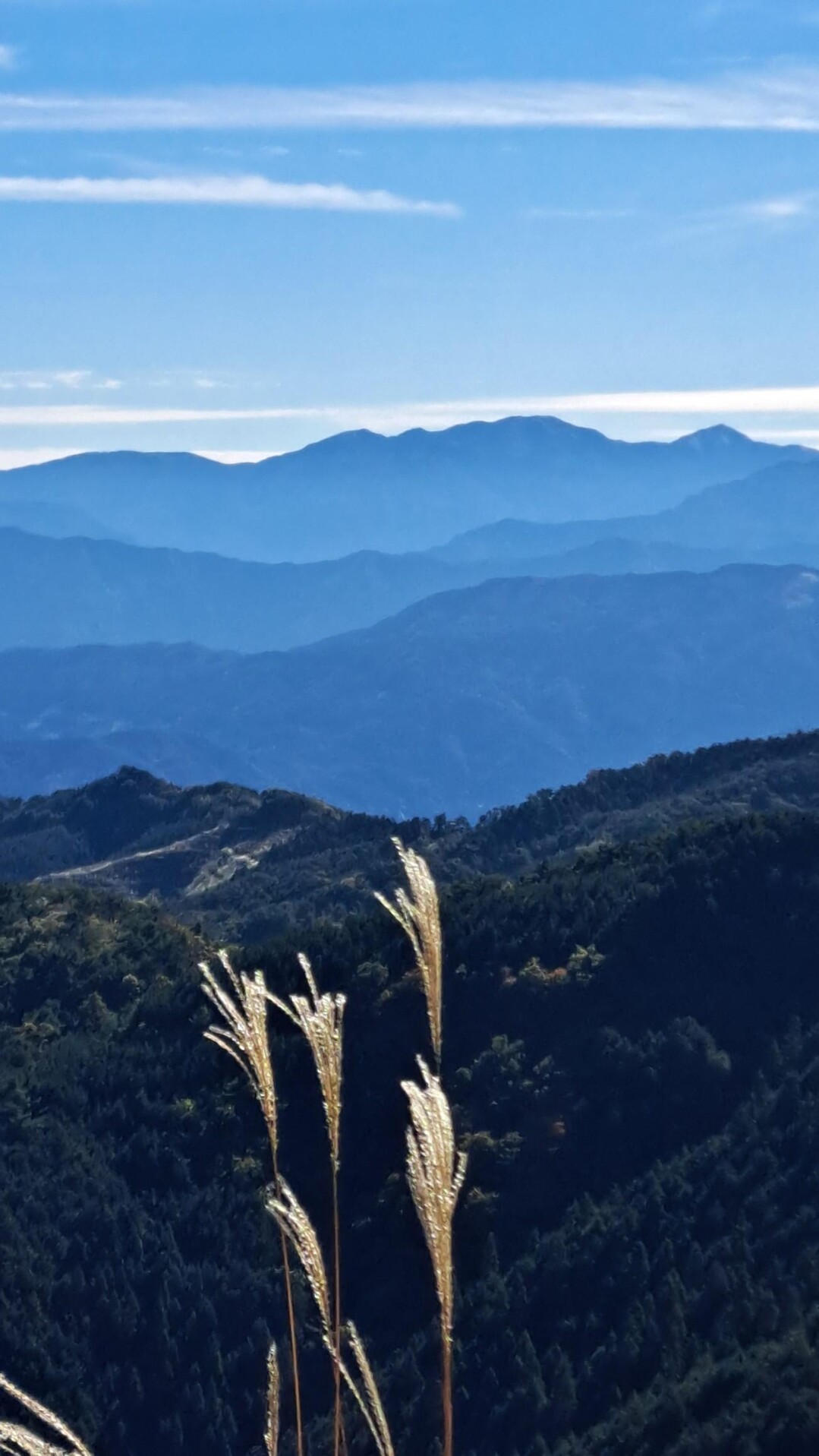 大佐古～野田小屋ルートから大川山 / Guestコシアブラさんの竜王山（讃岐山脈）・大川山の活動データ | YAMAP / ヤマップ
