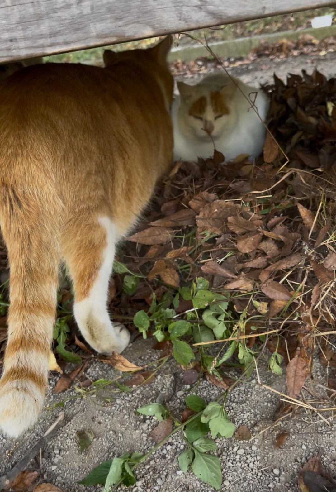 10キロペース走🏃‍ ️ 街中を走って... / SSMさんのモーメント | YAMAP / ヤマップ