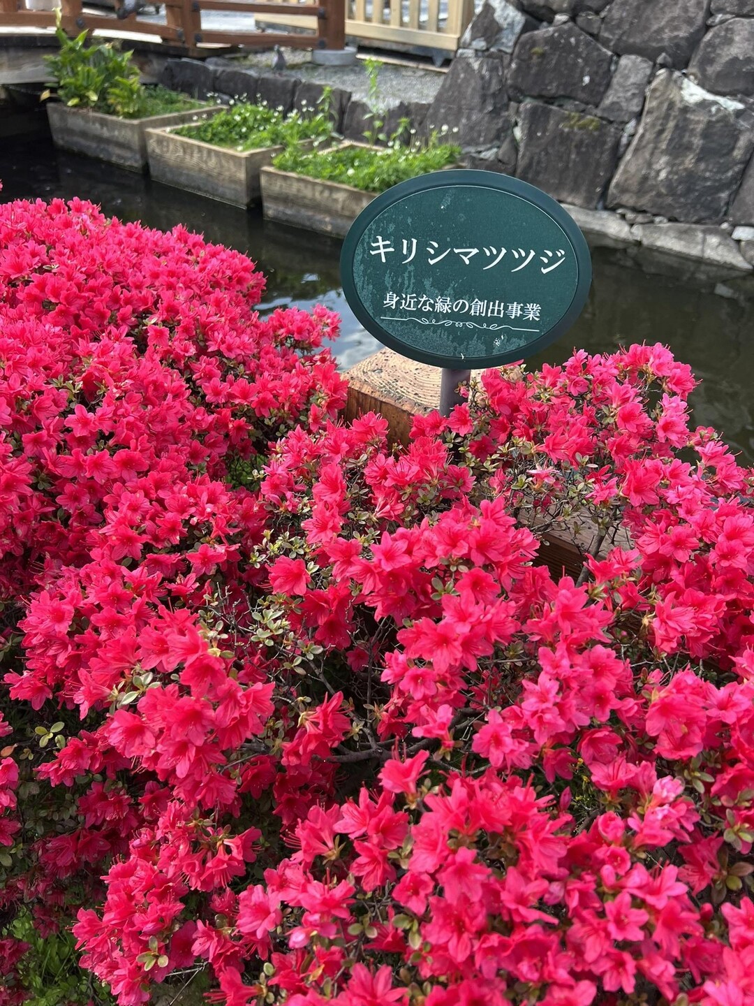 霧島ツツジが観たくて🥰 ️ / さっちゃんさんの鳩ヶ峰の活動データ | YAMAP / ヤマップ