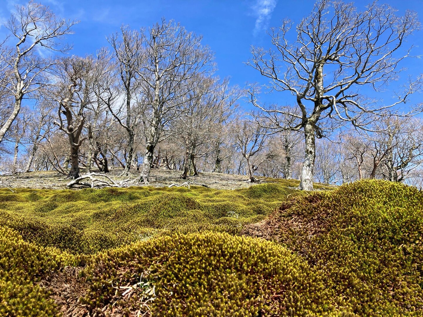 明神岳・桧塚奥峰→池木屋山 台高テン泊縦走 / yuriさんの桧塚奥峰・明神岳・薊岳の活動データ | YAMAP / ヤマップ