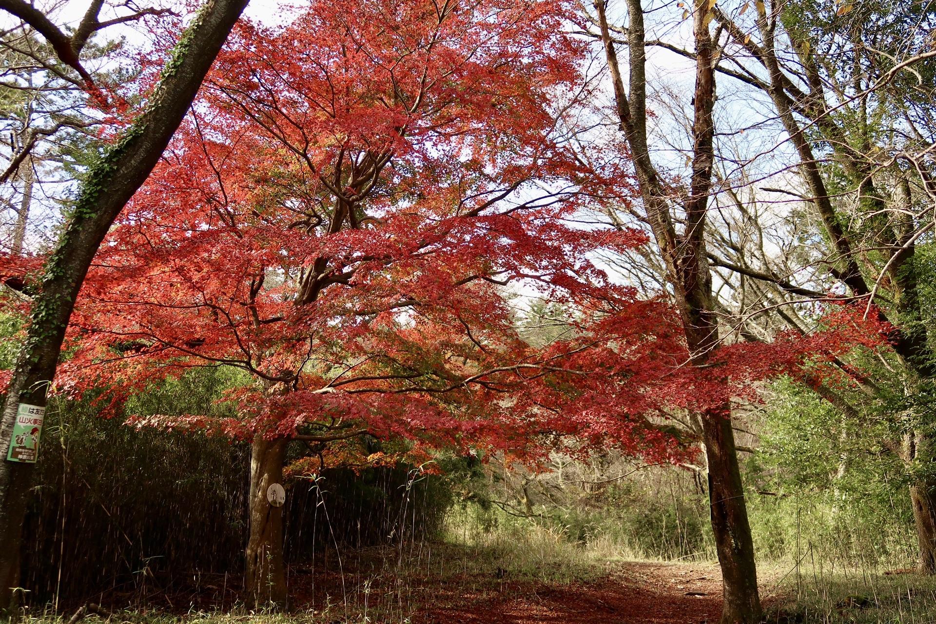 晩秋の箱根🍁湯坂路を行く / heeさんの箱根山・神山の活動日記 | YAMAP / ヤマップ